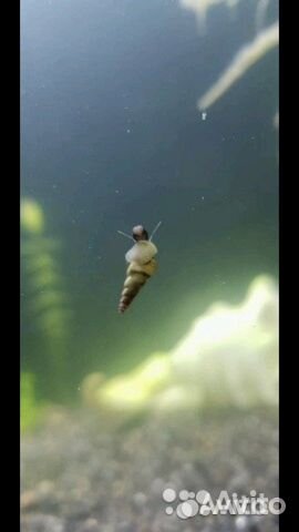 Улитки Мелании бесплатно