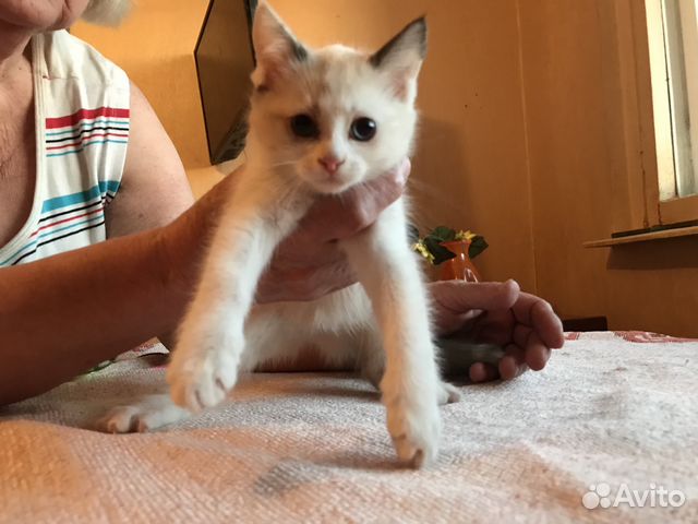 Отдам котят в добрые руки
