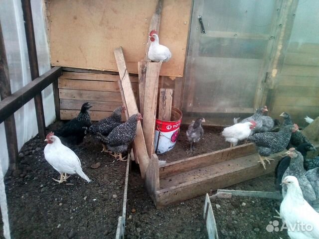 Петушки племенные