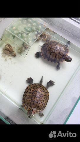 Черепаха краснухая