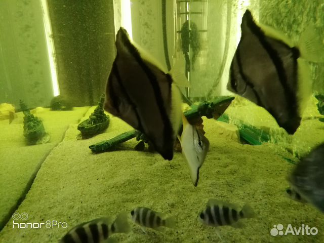 Продам Монодактилов