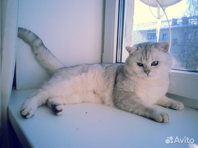 Вязка шиншиллового красавчика котика