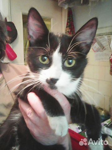 Кисонька - девочка, 7 мес