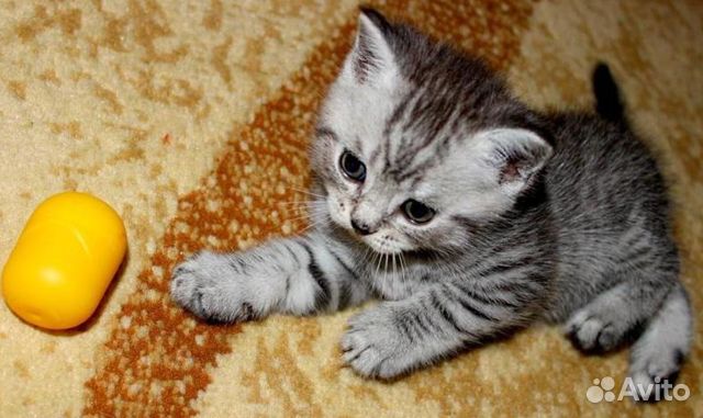 Кошечка