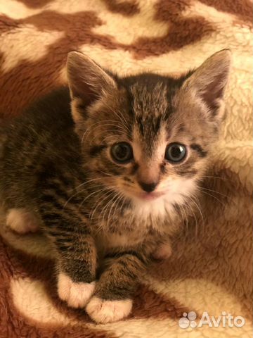 Котёнок по имени Айя(девочка)