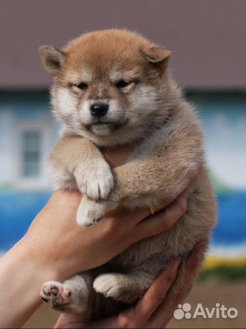 Шиба (сиба) ину рыжие суки щенки РКФ