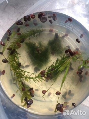 Отдам улиток