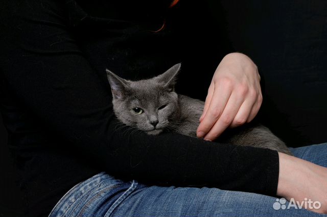 Шикарная киса ждёт своего хозяина)