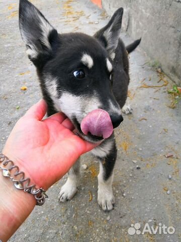 Щенок девочка