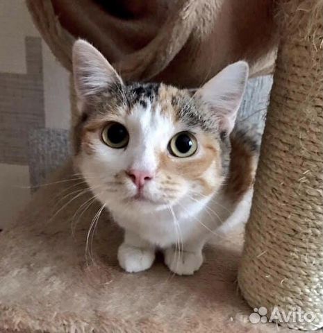 Котосемья ищет дом Китти, Мисси, Санни, Джесси