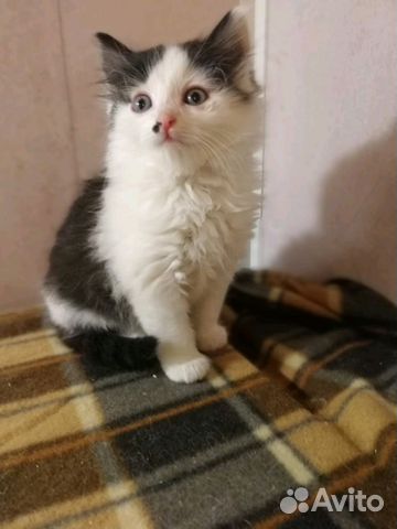 Котенок девочка Матрёша 2,5мес. серо-белая,сибирск