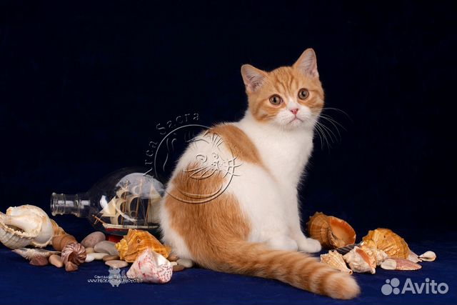 Солнечные британские котята