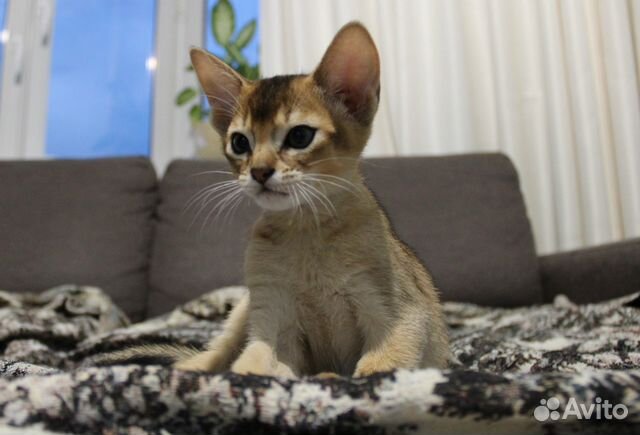 Абиссинский котёнок. 2 месяца. Дикий окрас