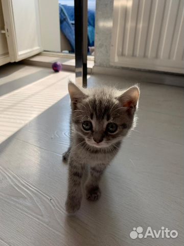 Британский котята