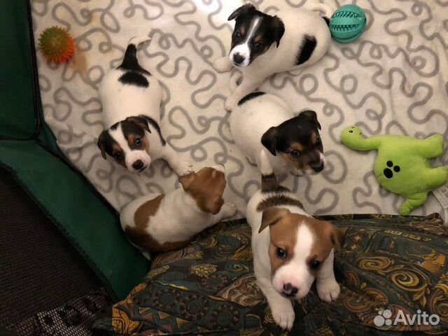 Щенки Джек Рассел Терьера