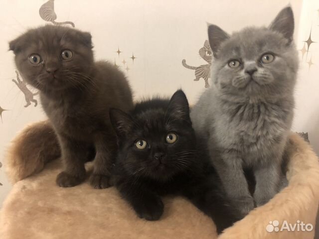 Шотландские котята