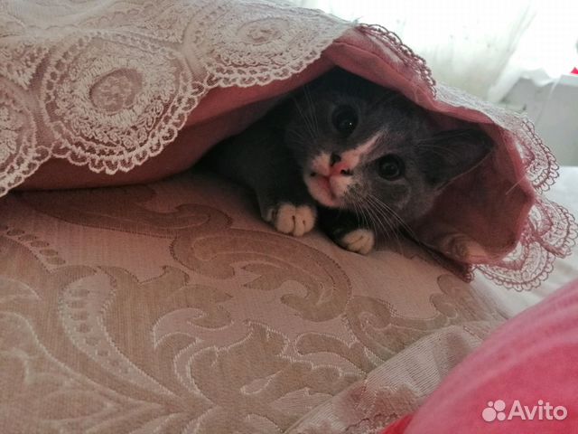 Отдам котёнка в добрые руки