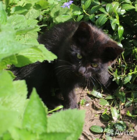 Непоседы котёнок и кошечка ждут хозяев