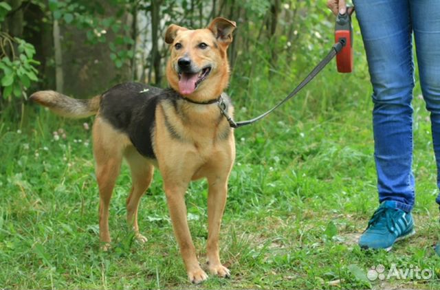 Метис в добрые руки