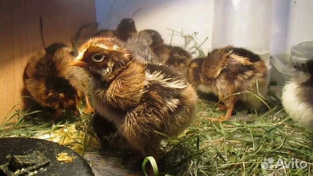 Цыплята Барневельдер