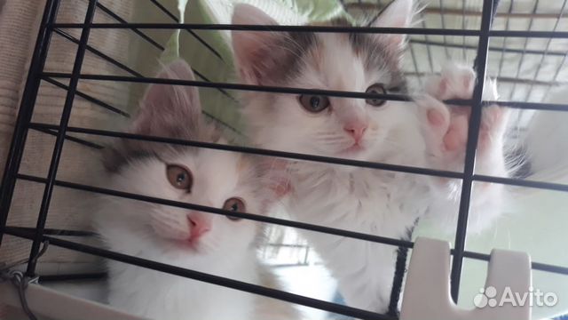 Котята 2,5 мес