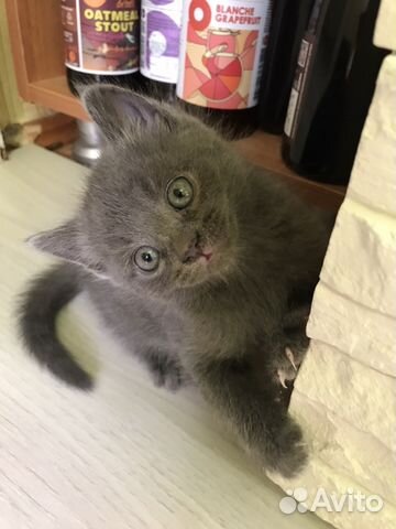 Отдам котят