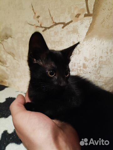 Чёрный котёнок в хорошие руки