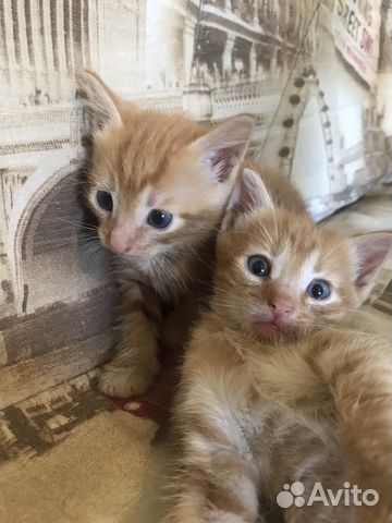 Котята рыжие