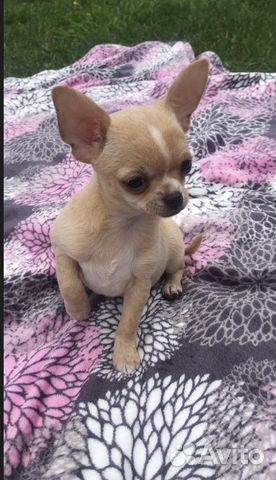 Чихуахуа девочка