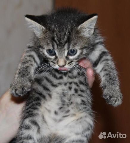 Серая девочка-красавица