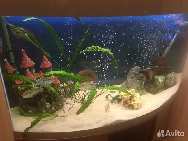 Аквариум