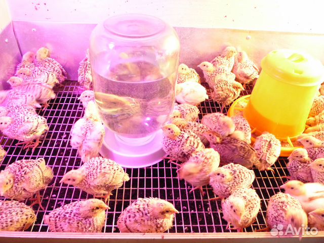 Перепелята премиум качества