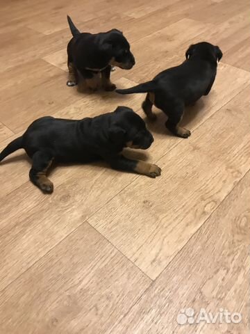 Продам ягдтерьеров