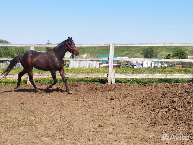 Жеребчик и кобыла