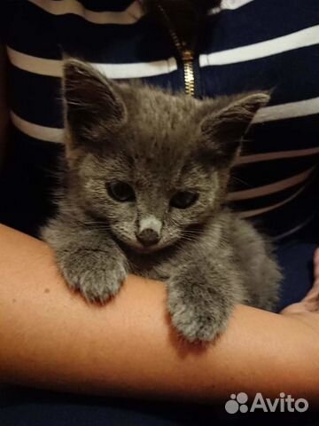 Обаятельная киса-лиса ищет себе хороший дом