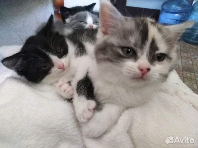 Кошки-мышеловки