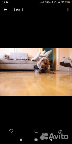 Милая собачка йорик