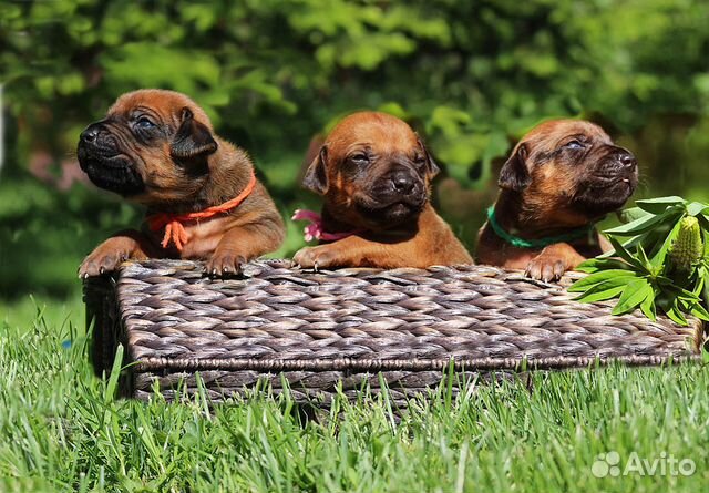 Щеночки родезийского риджбека, мальчишки