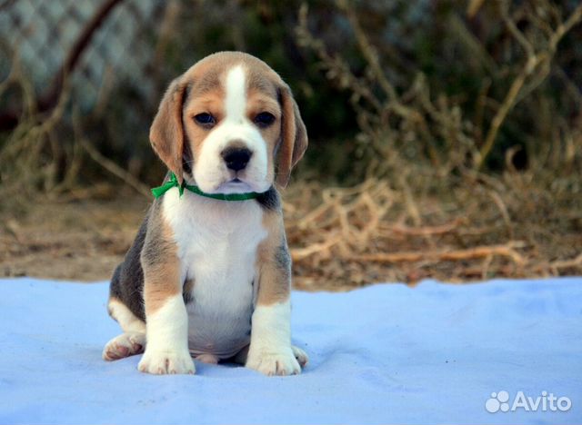 Милые ушастики