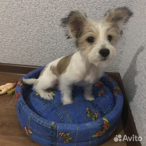 Метис джек-рассела и йорка