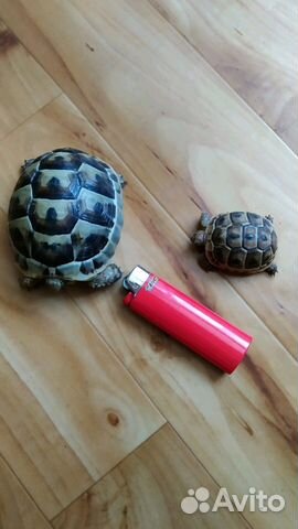 Продам двух сухопутных черепашек