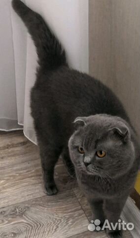 Отдадим кота в хорошие руки