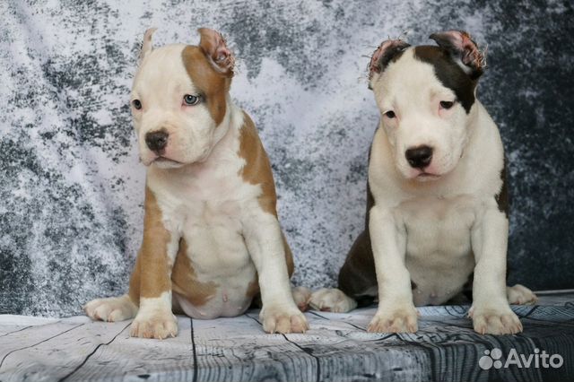 Продаются крутые девчата (документы)