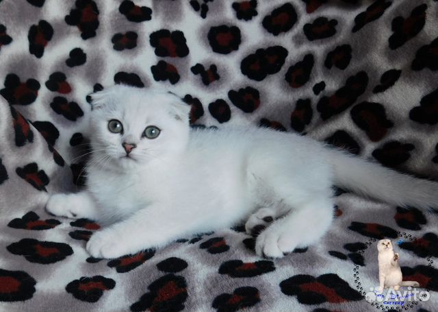 Скоттиш фолд шиншилла, ns 25