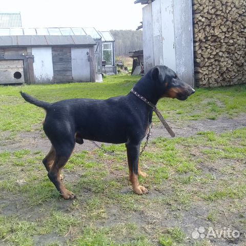 Ягдтерьер для вязки