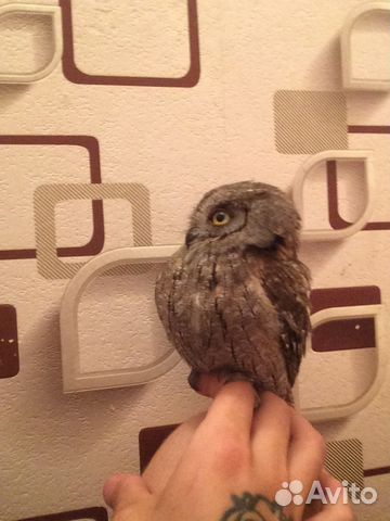 Сова карликовая