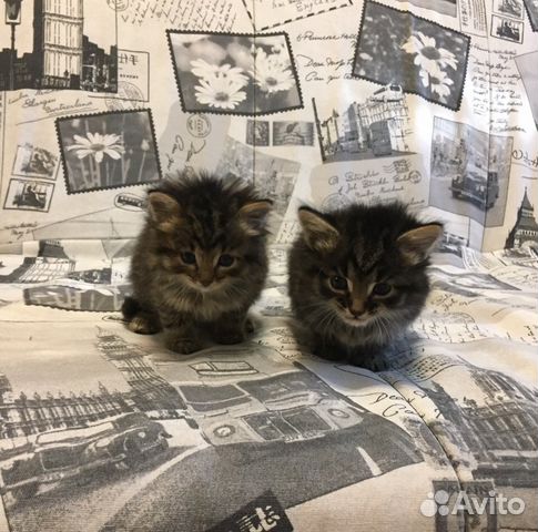 Котята 1 месяц