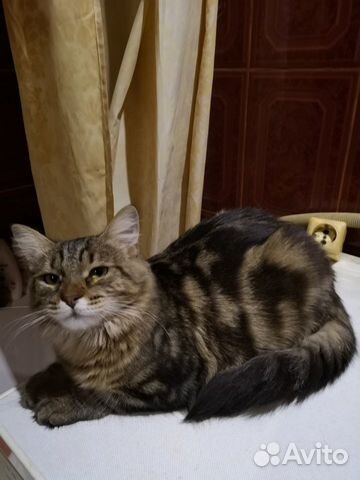 Кошка мраморная Сибирь