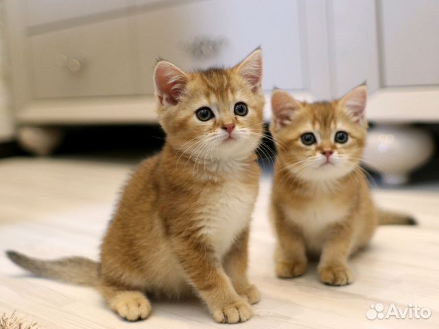 Роскошные котики страйт окраса золотая шиншилла