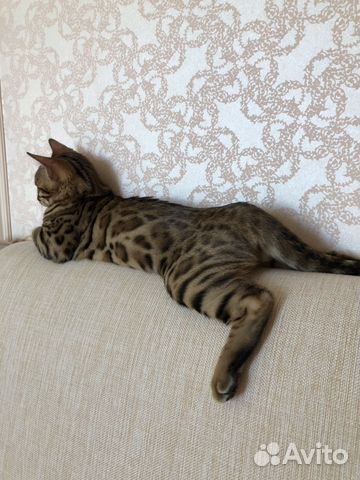 Кот Бенгал